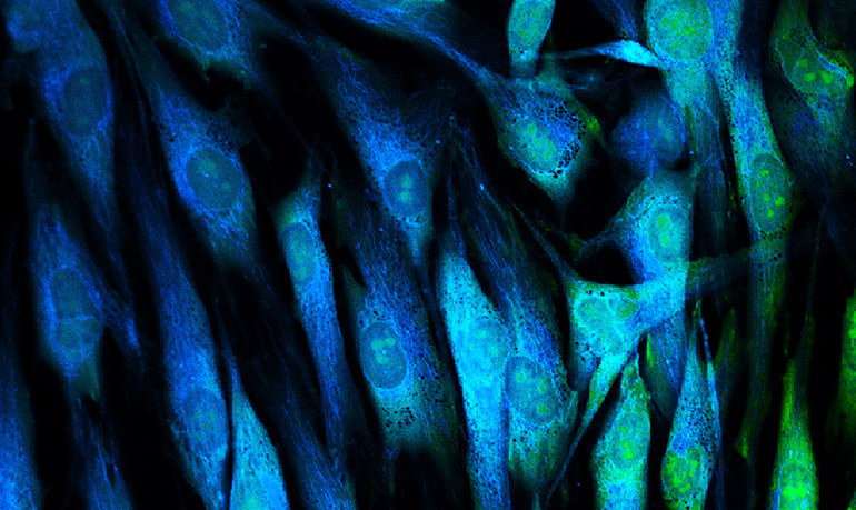 Life sciences | Hamamatsu Photonics