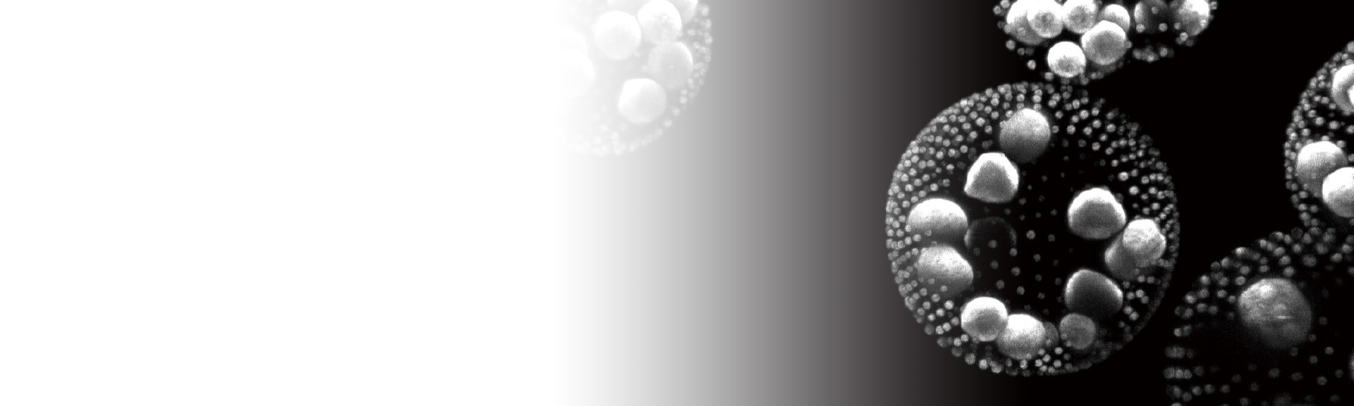 Light-sheet microscopy | Hamamatsu Photonics