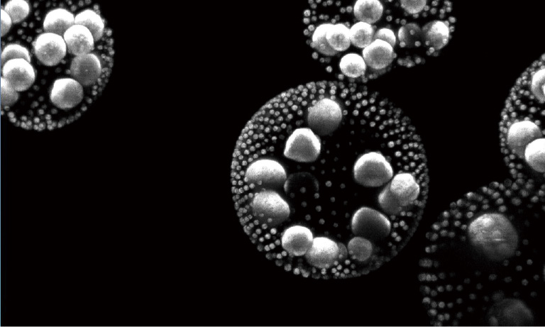 Confocal microscopy | Hamamatsu Photonics