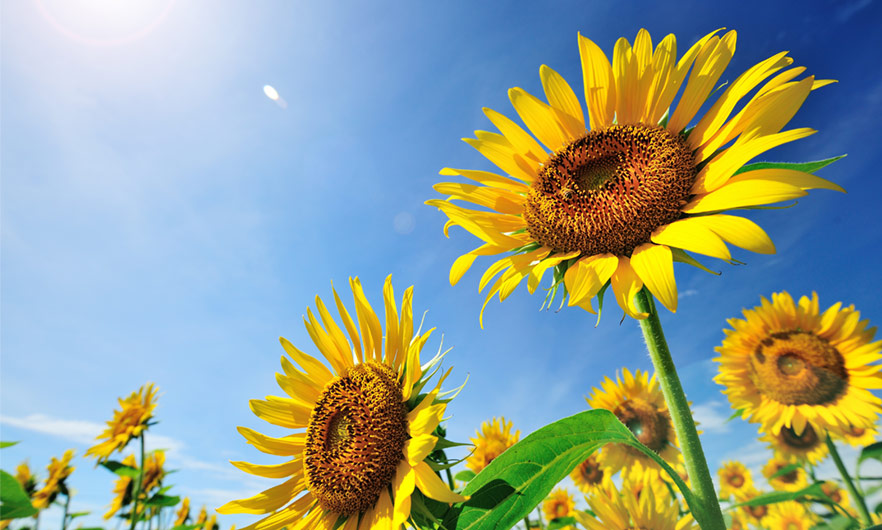 CMOS linear image sensor S11639-01 | Hamamatsu Photonics