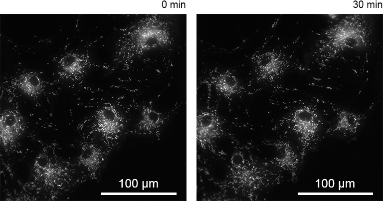 ORCA-Fusion BT Digital CMOS camera C15440-20UP | Hamamatsu Photonics