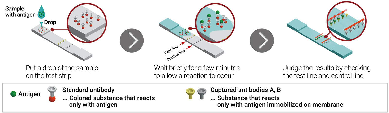 Immunochromatographic technique | Immunochromato Reader (Lateral flow ...