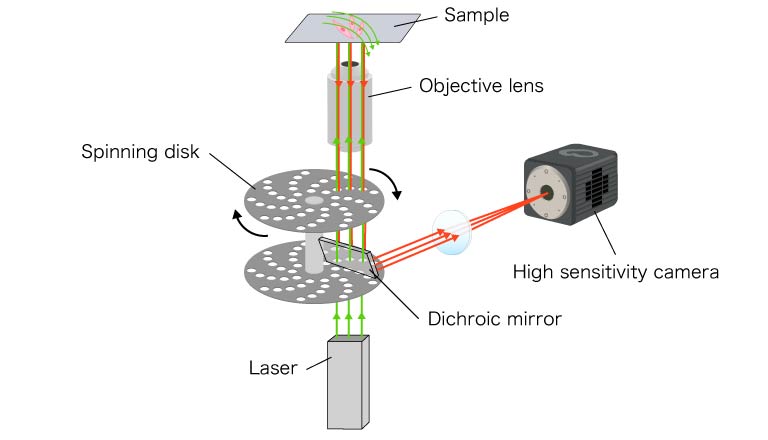 Confocal microscopy | Hamamatsu Photonics
