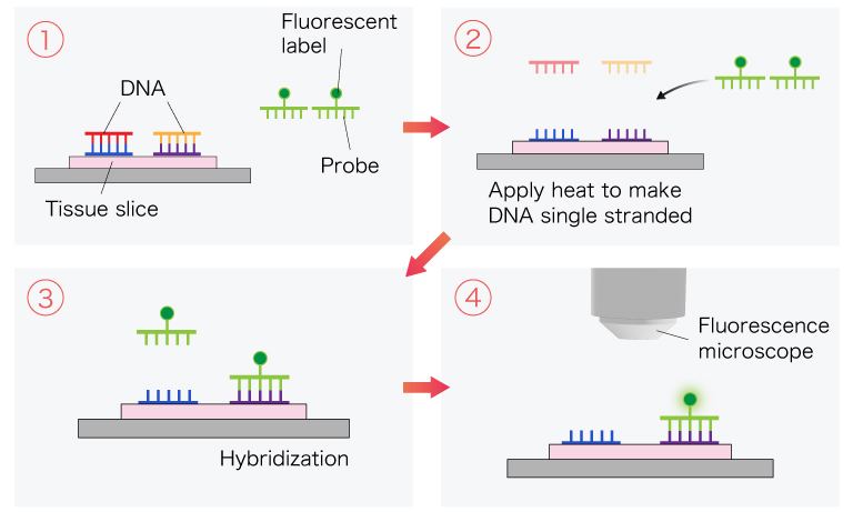 Genetic analysis | Hamamatsu Photonics