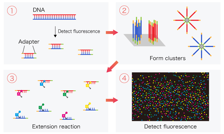 Genetic analysis | Hamamatsu Photonics
