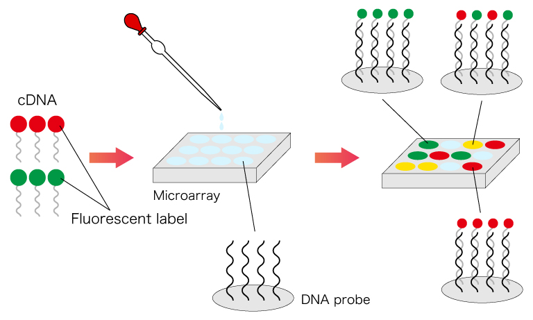 Genetic analysis | Hamamatsu Photonics