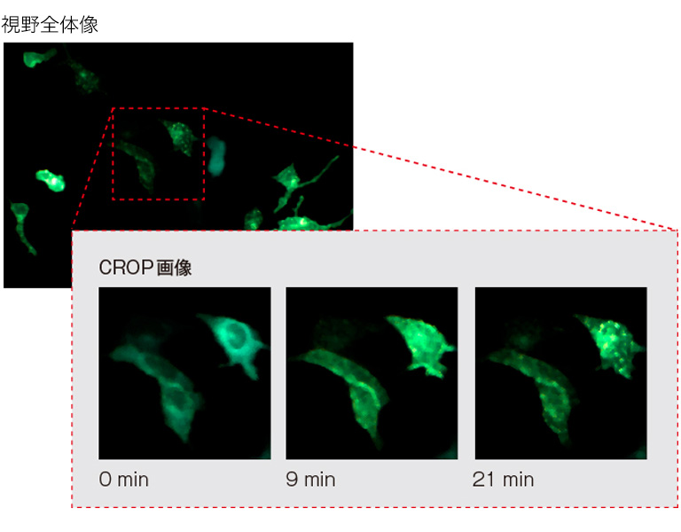 用途例 | qCMOSカメラ