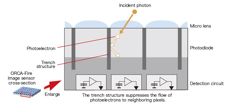 ORCA-Fire Digital CMOS camera C16240-20UP | Hamamatsu Photonics