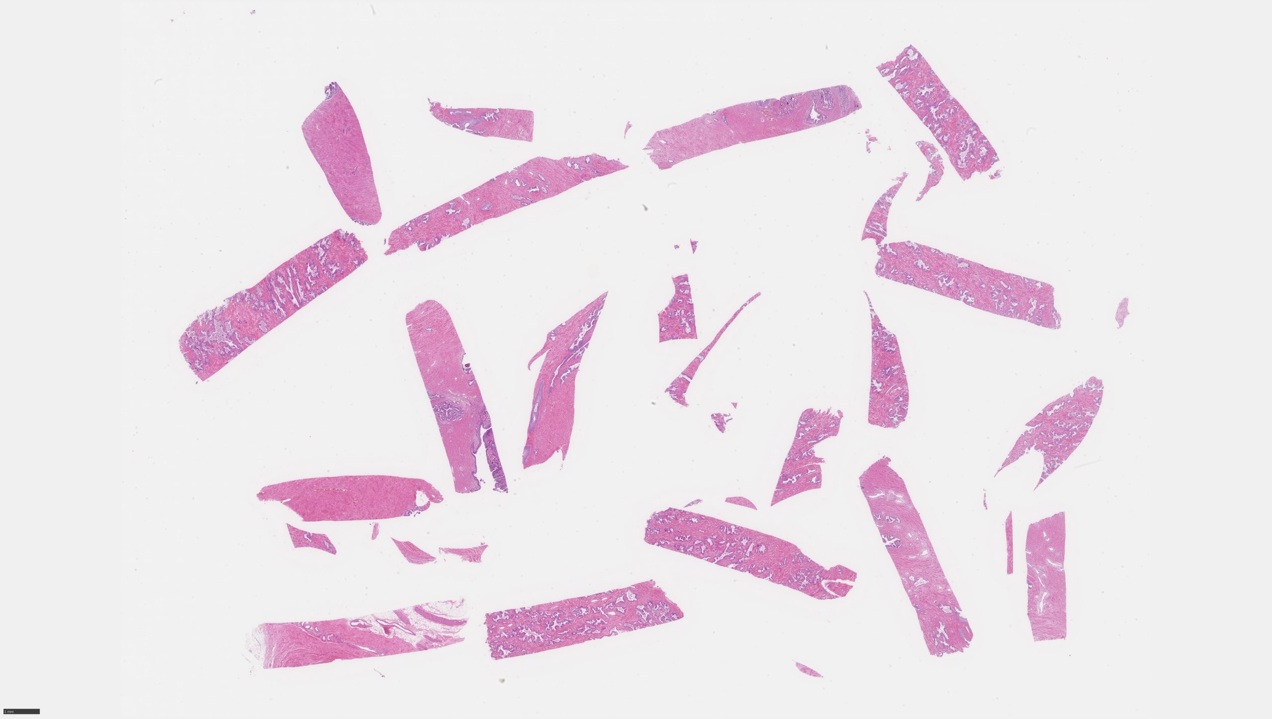 NanoZoomer S360MD Slide scanner system C13220-01MD | Hamamatsu Photonics