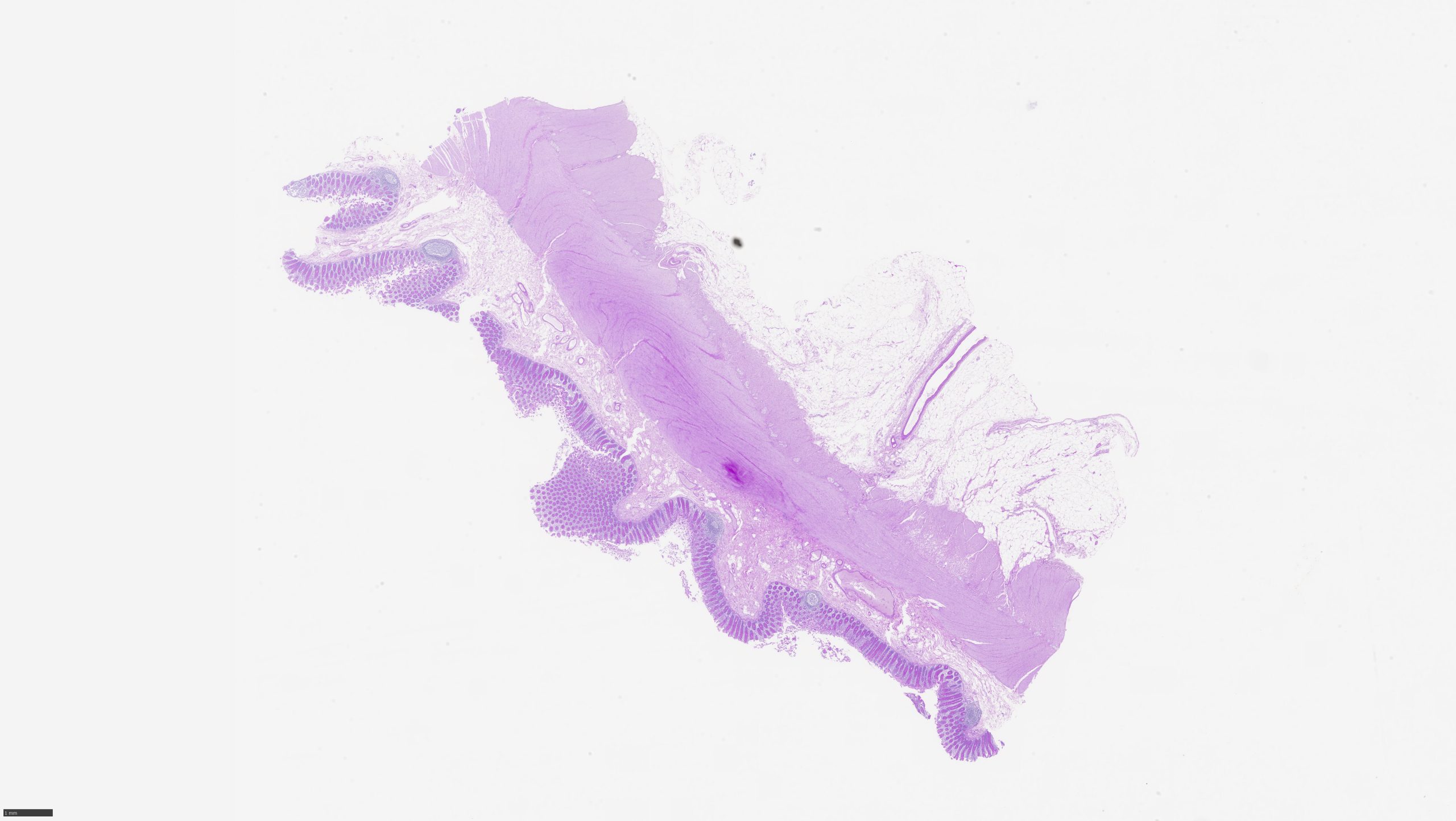 NanoZoomer S360MD Slide scanner system C13220-01MD | Hamamatsu Photonics