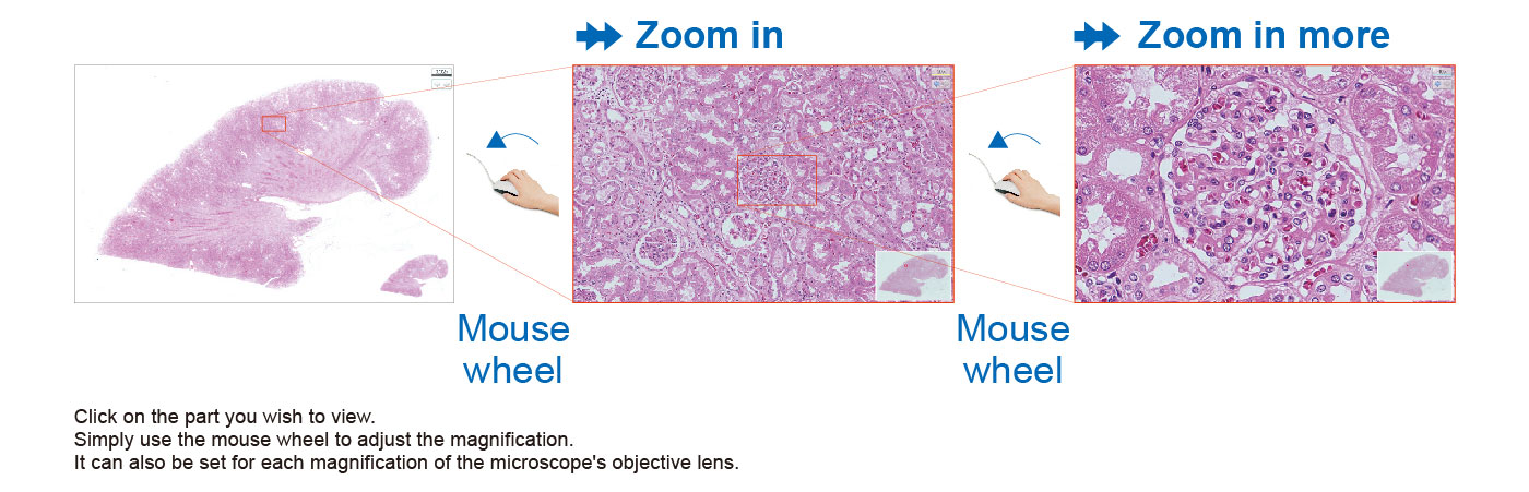 NDP.view2 Viewing software U12388-01 | Hamamatsu Photonics